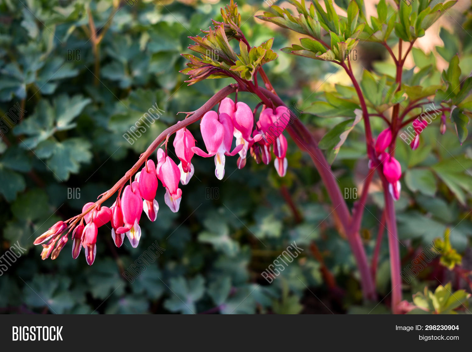 Beautiful Pink Image & Photo (Free Trial) | Bigstock