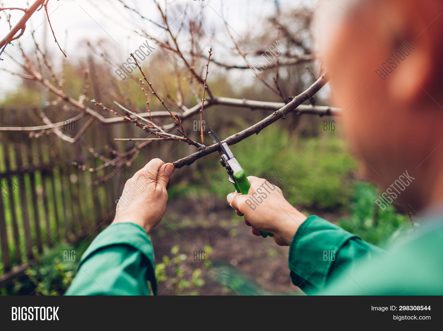 Man Pruning Tree Image & Photo (Free Trial) | Bigstock