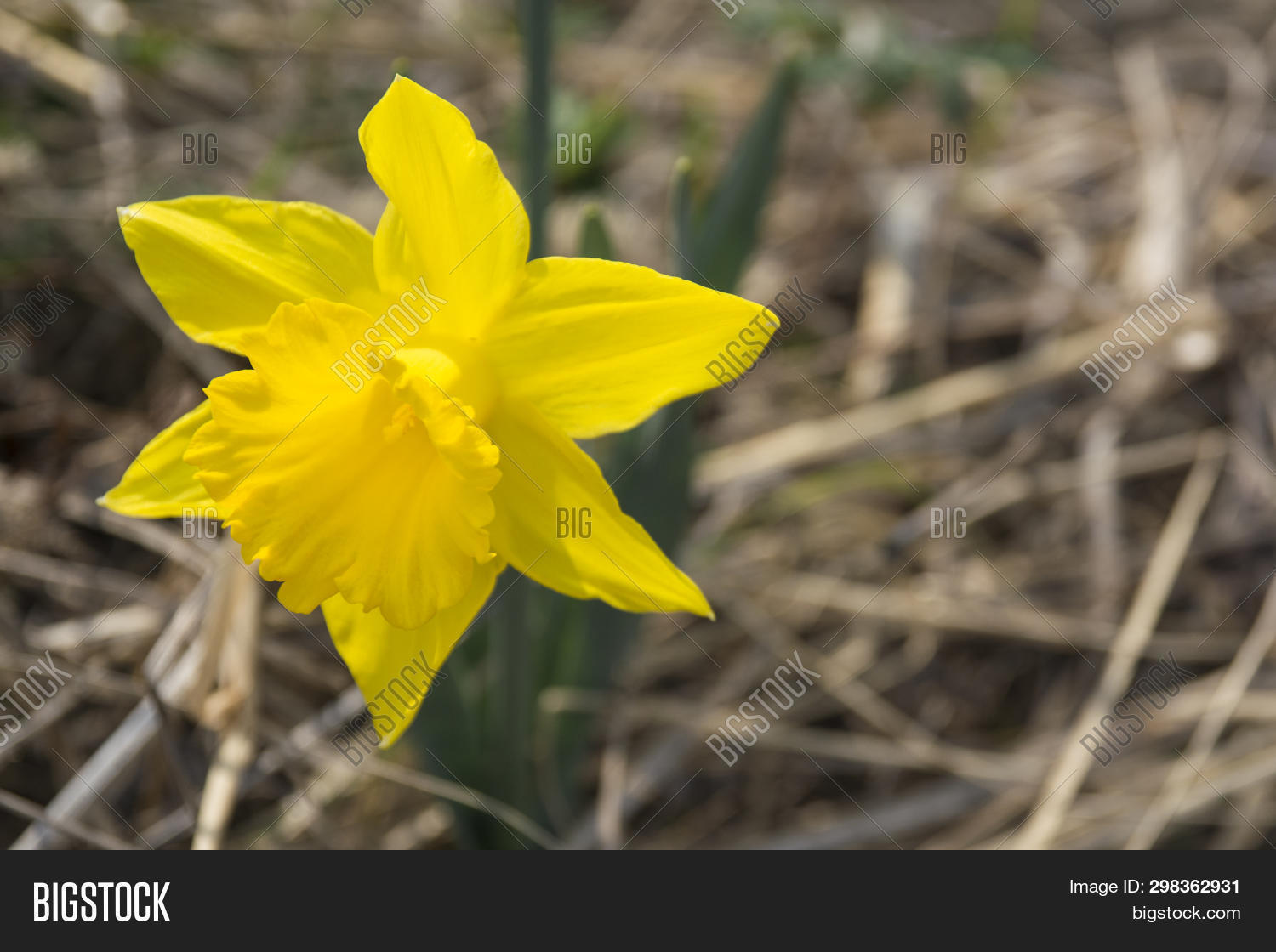 Yellow Daffodil Image & Photo (Free Trial) | Bigstock