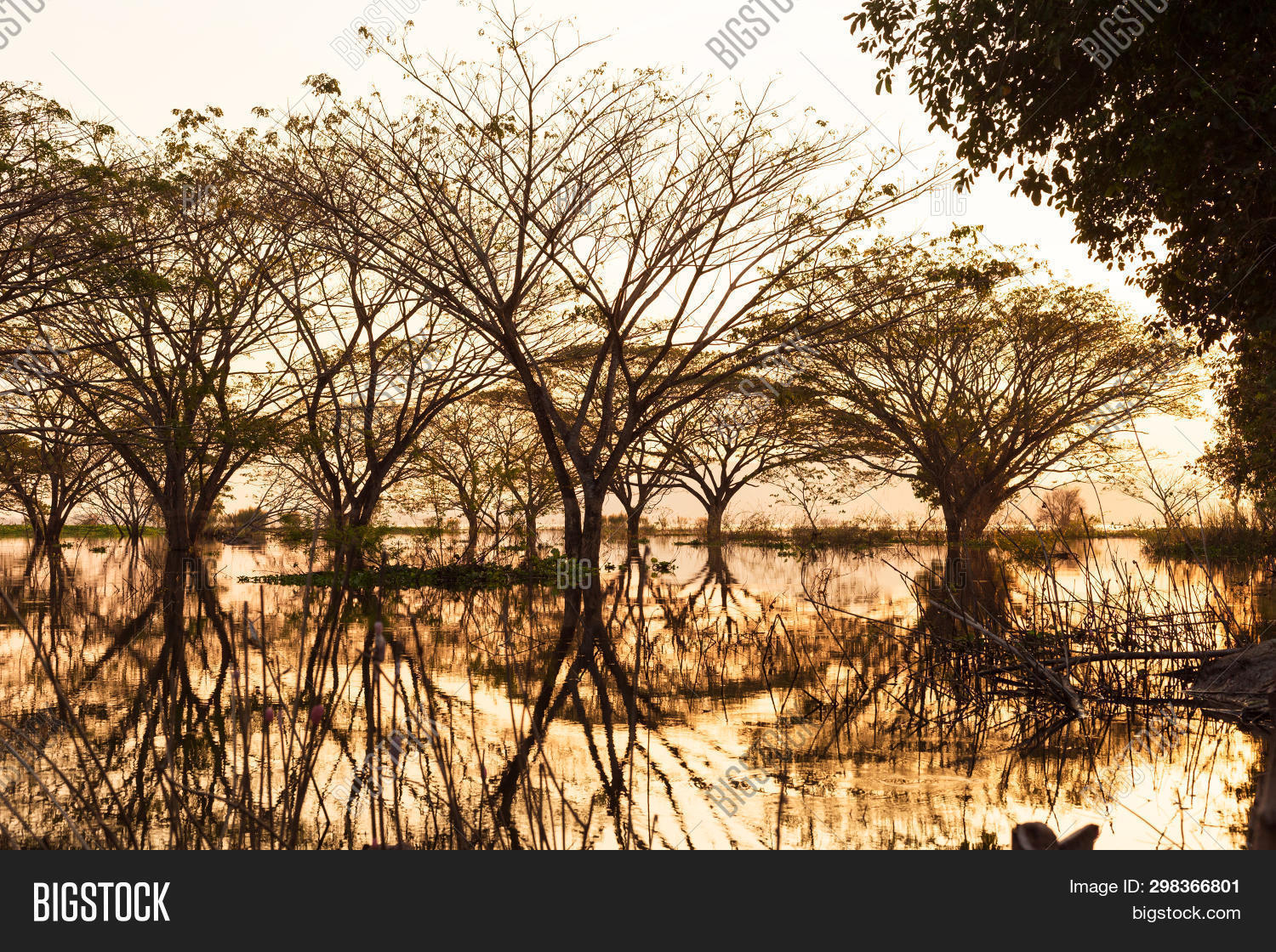 Big Tree Dead Tree Image & Photo (Free Trial) | Bigstock