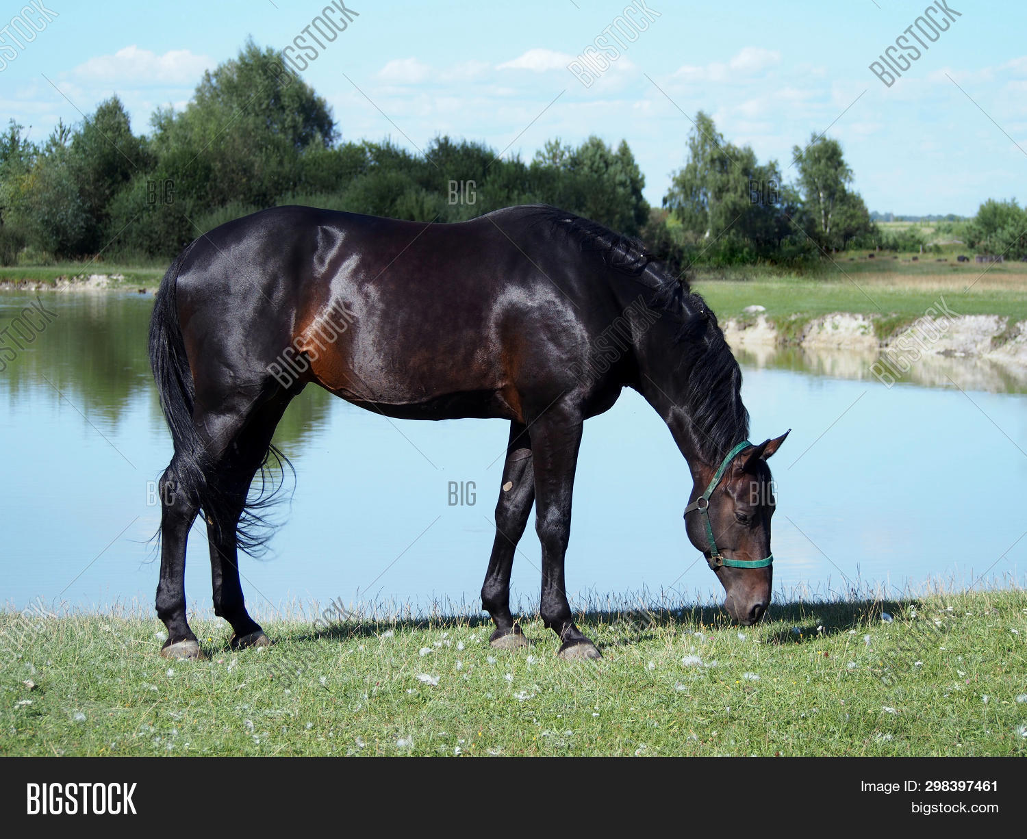 Dark-bay Stallion Image & Photo (Free Trial) | Bigstock