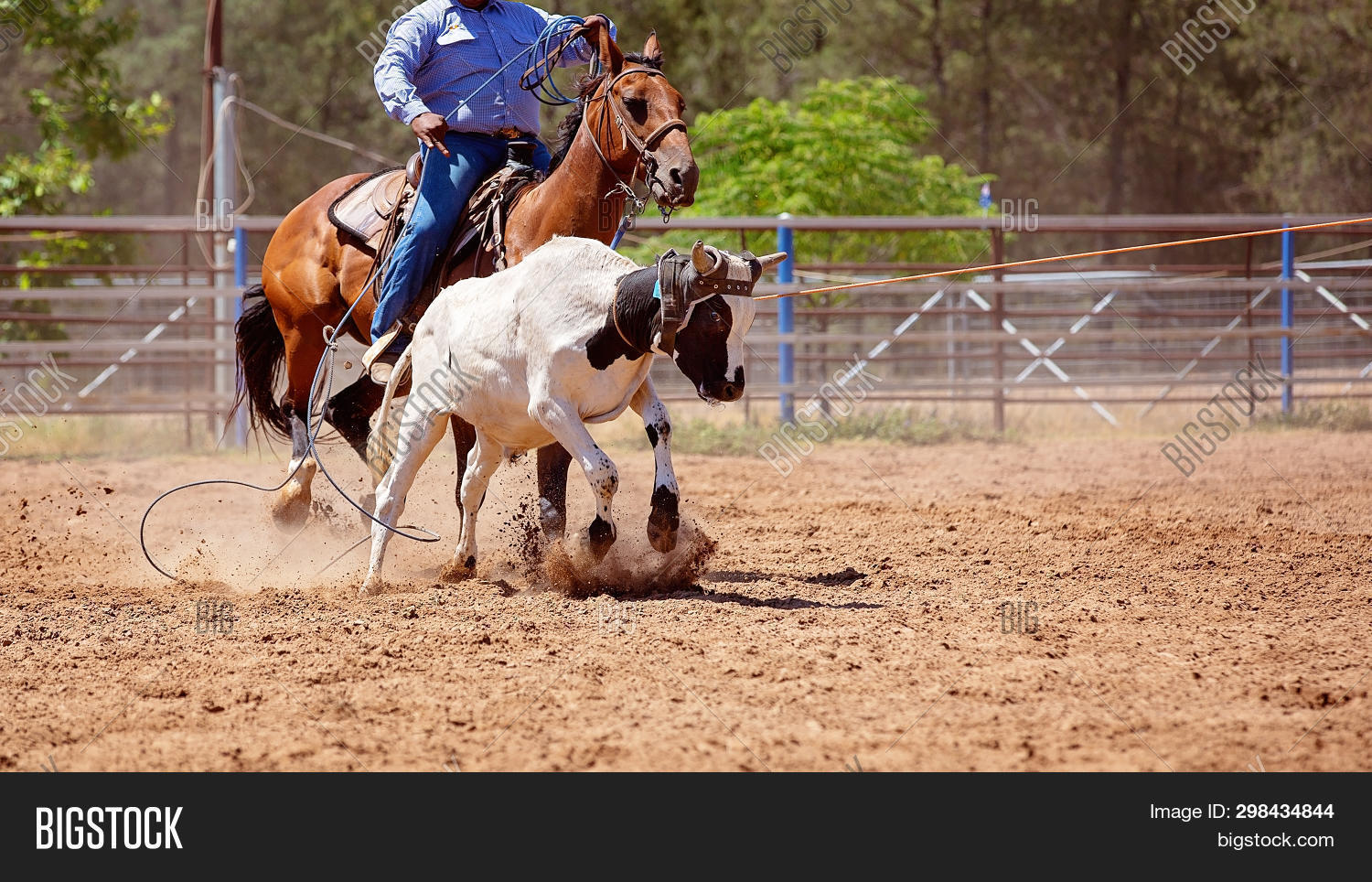 Animal Being Lassoed Image & Photo (Free Trial) | Bigstock
