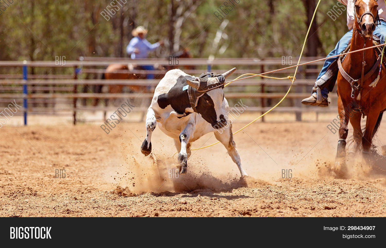 Animal Being Lassoed Image & Photo (Free Trial) | Bigstock