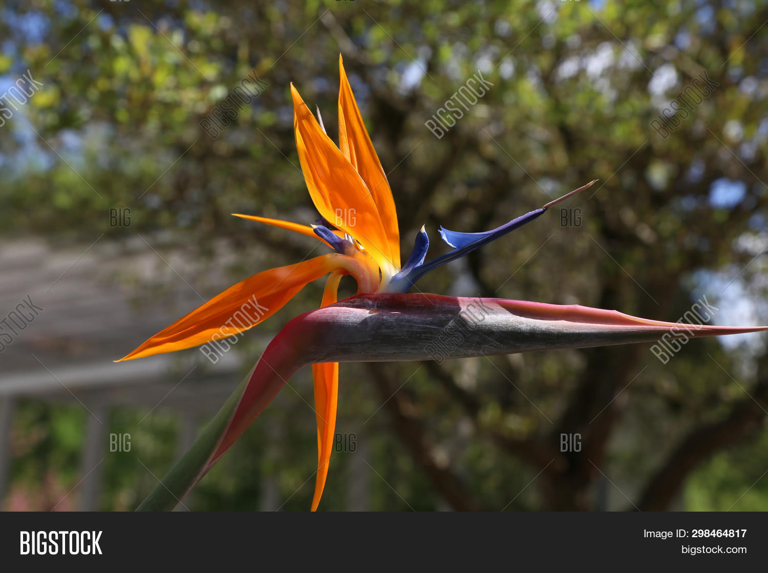 Colorful Flower Bird Image & Photo (Free Trial) | Bigstock