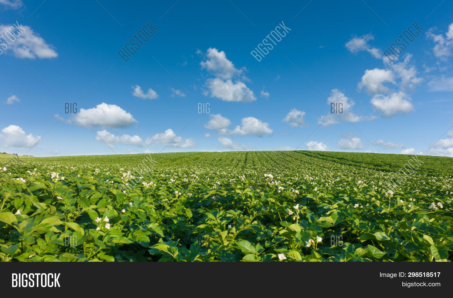 Beautiful Potato Field Image & Photo (Free Trial) | Bigstock