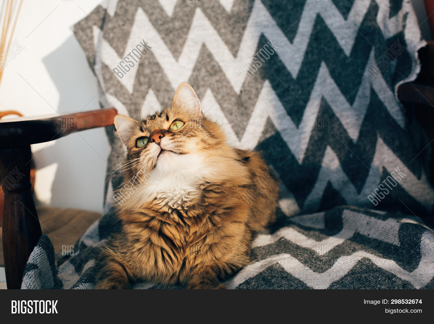 Cute Tabby Cat Sitting Image & Photo (Free Trial) | Bigstock