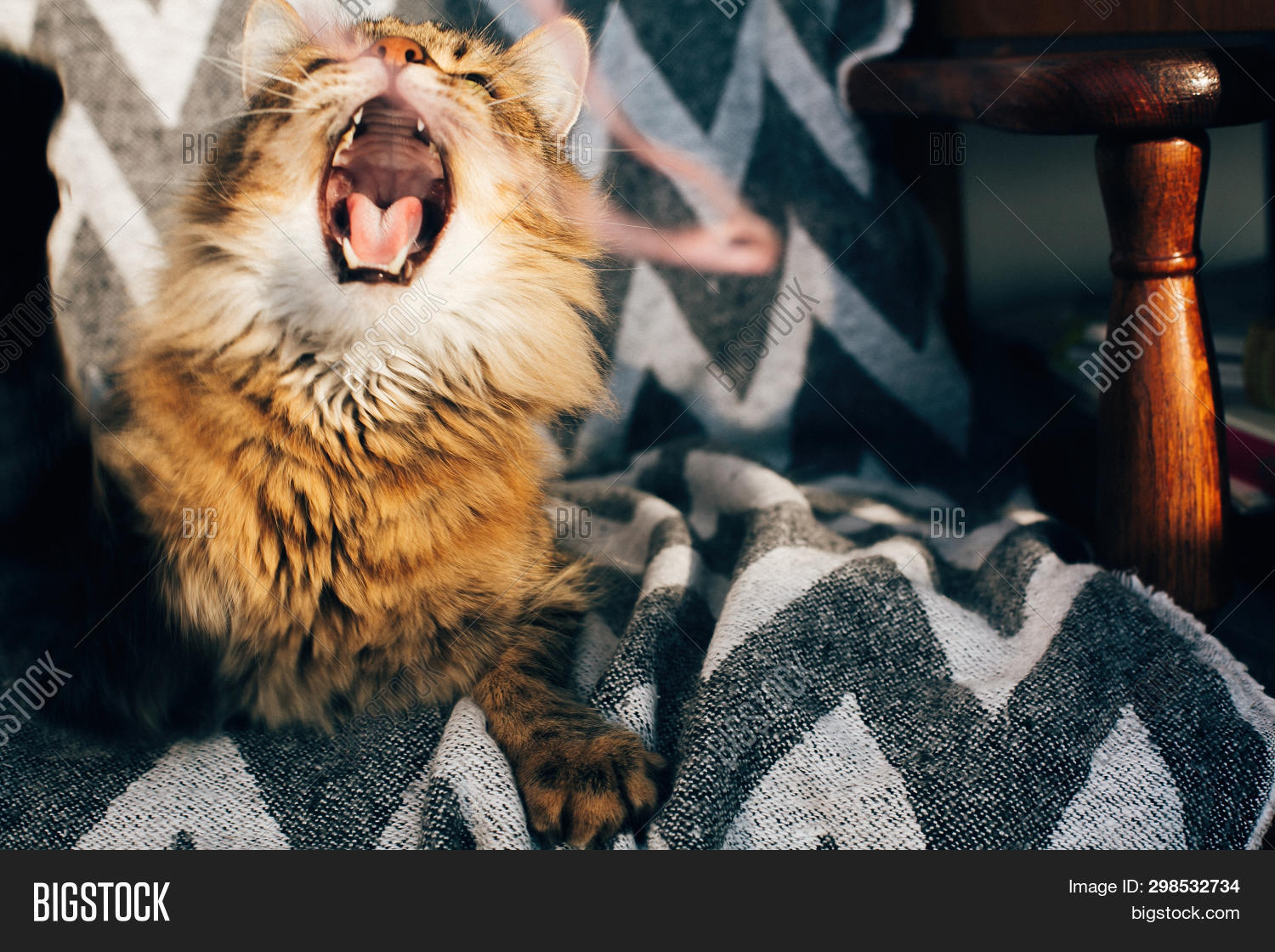 Cute Tabby Cat Sitting Image & Photo (Free Trial) | Bigstock