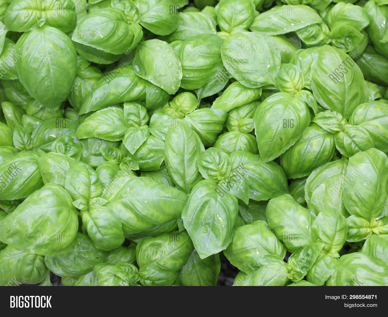 Background Green Image & Photo (Free Trial) | Bigstock