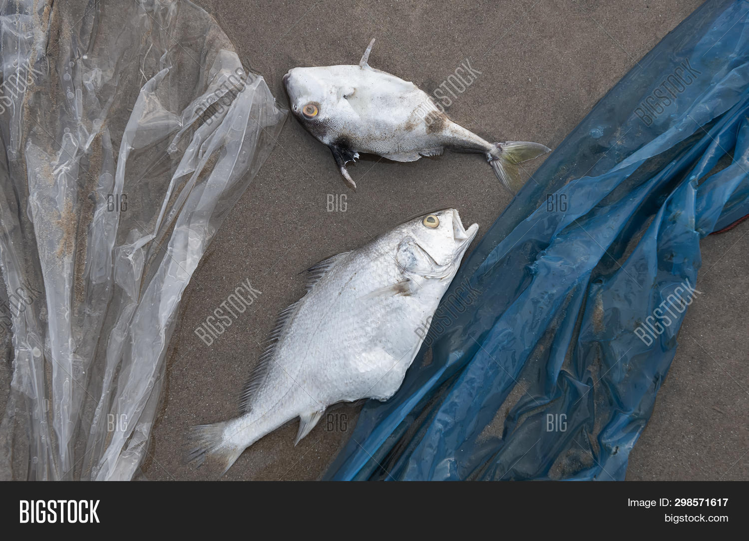 Death Fish Plastic Image & Photo (Free Trial) | Bigstock
