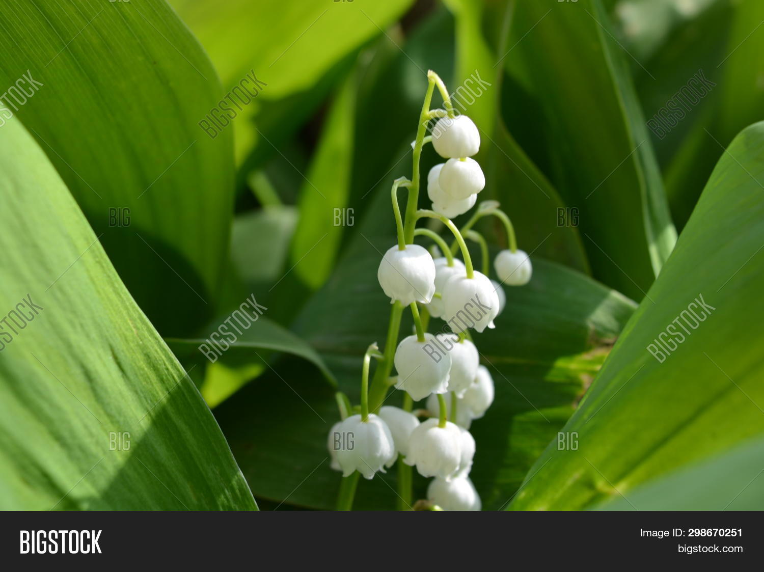 Beautiful White Bells Image & Photo (Free Trial) | Bigstock