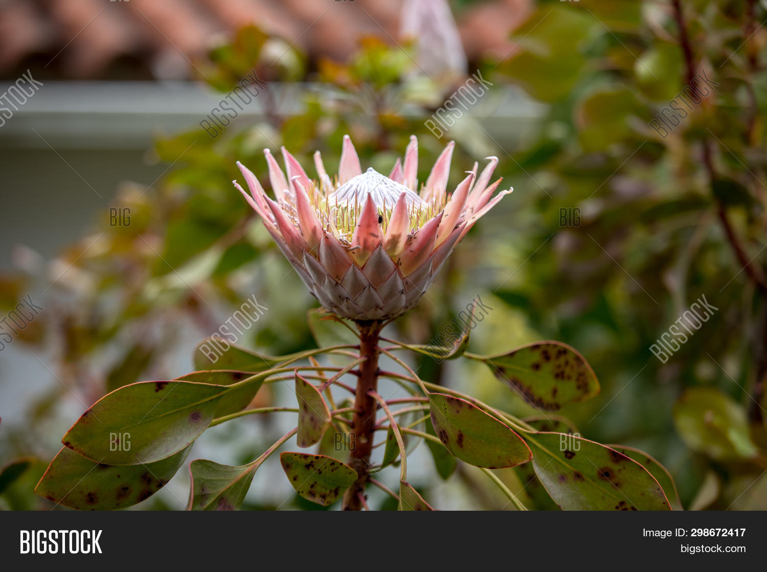 King Protea Protea Image & Photo (Free Trial) | Bigstock