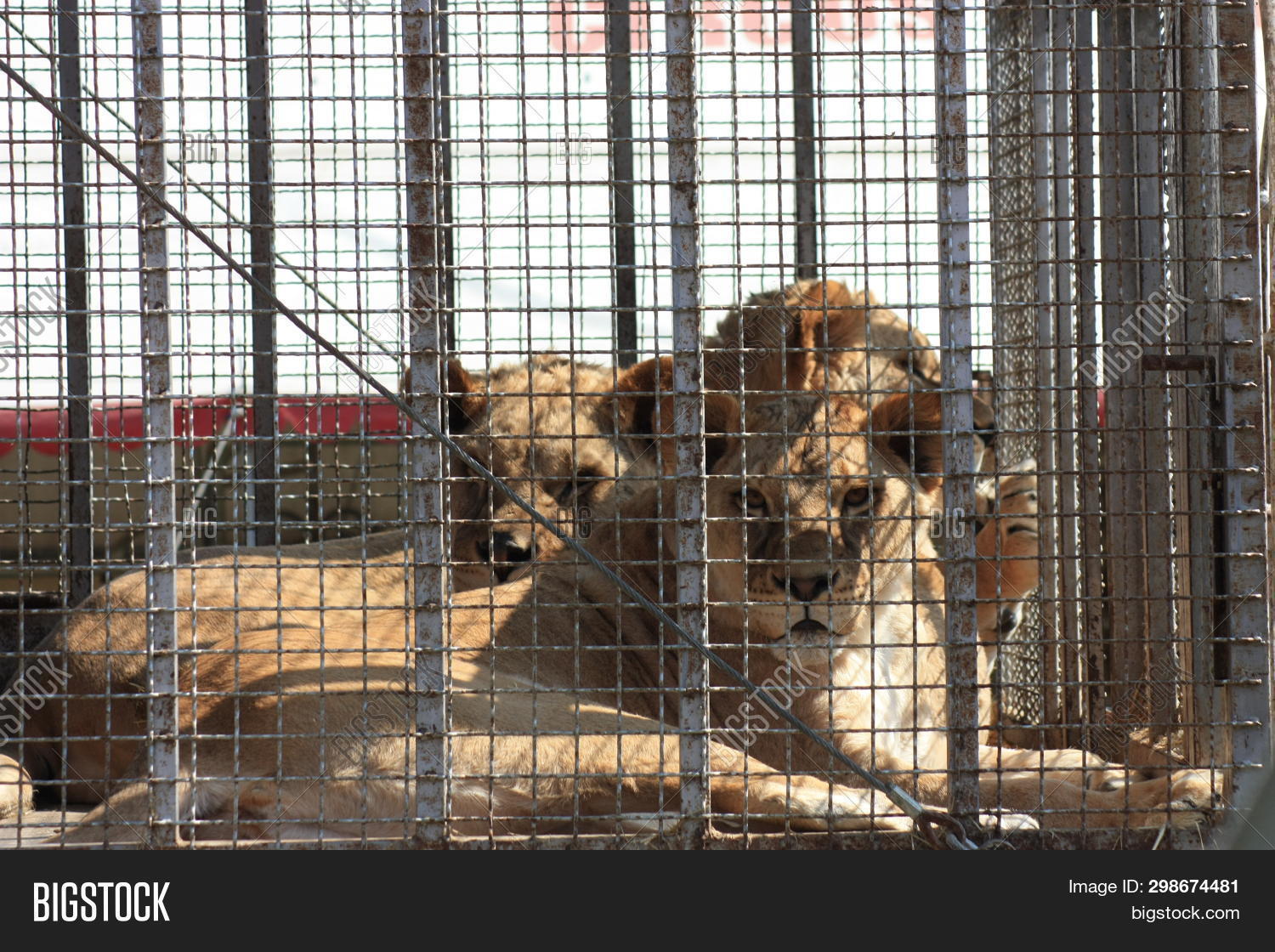 Lions Sits Cage Sad Image & Photo (Free Trial) | Bigstock