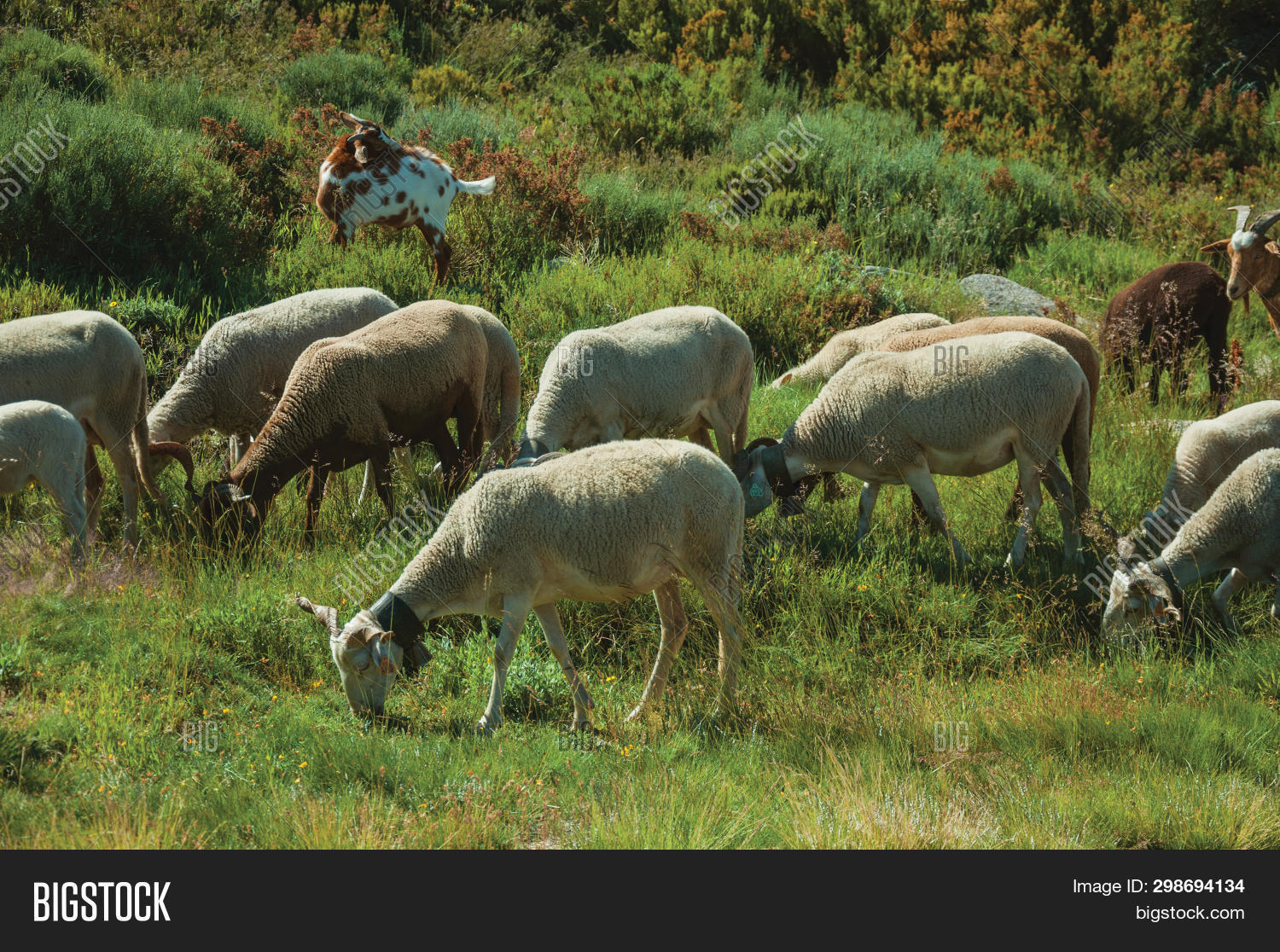 Flock Goats Grazing On Image & Photo (Free Trial) | Bigstock