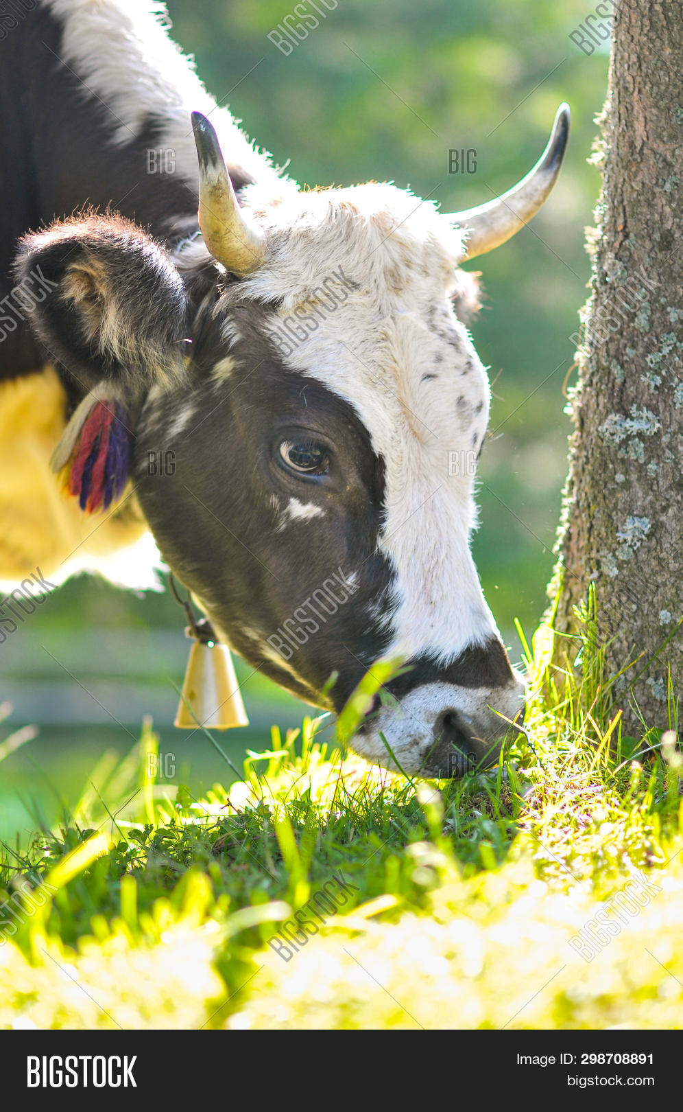Beautiful Cow. Image & Photo (Free Trial) | Bigstock