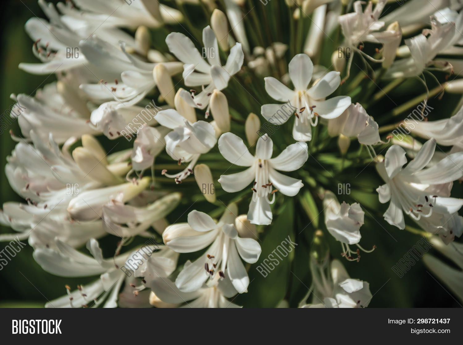 White Agapanthus Image & Photo (Free Trial) | Bigstock