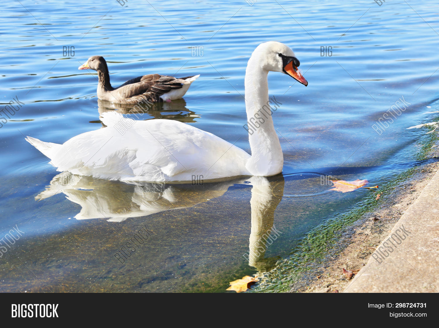 Beautiful Swan Duck Image & Photo (Free Trial) | Bigstock