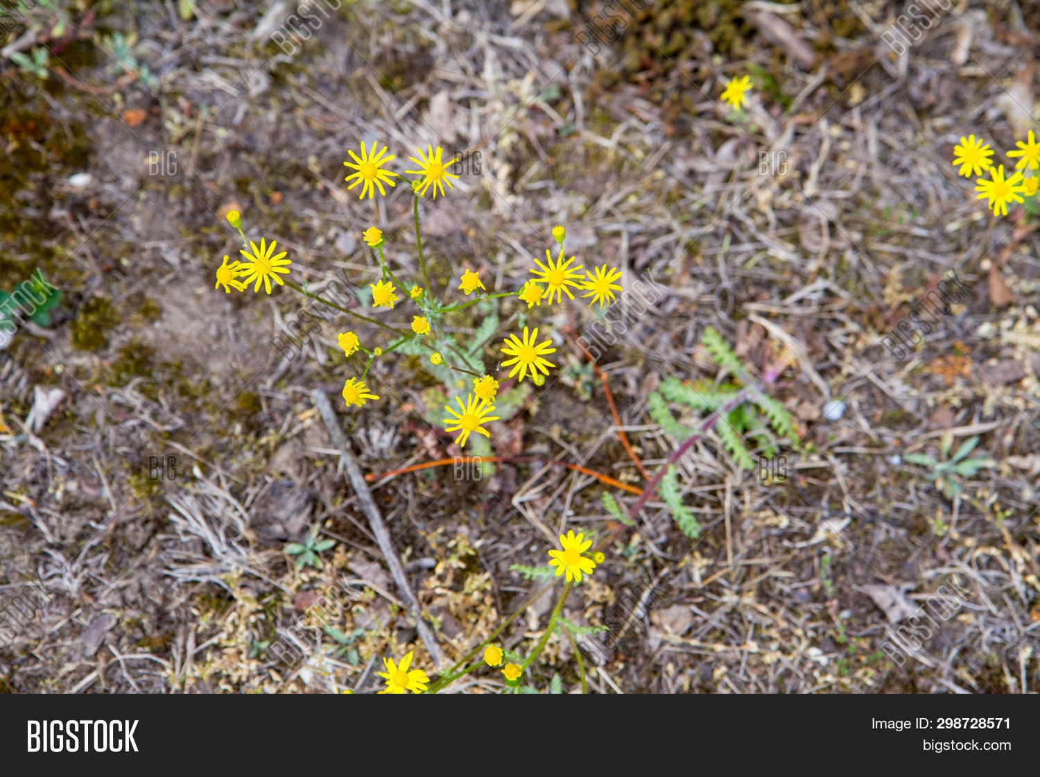 Senecio Squalidus Image & Photo (Free Trial) | Bigstock