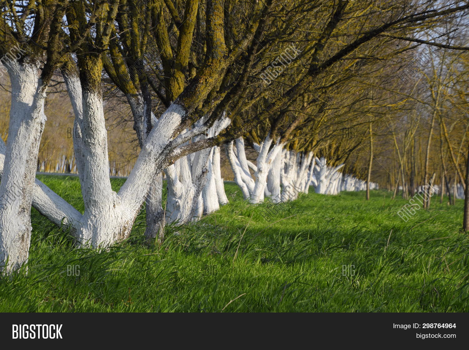 Whitewashed Tree Image & Photo (Free Trial) | Bigstock