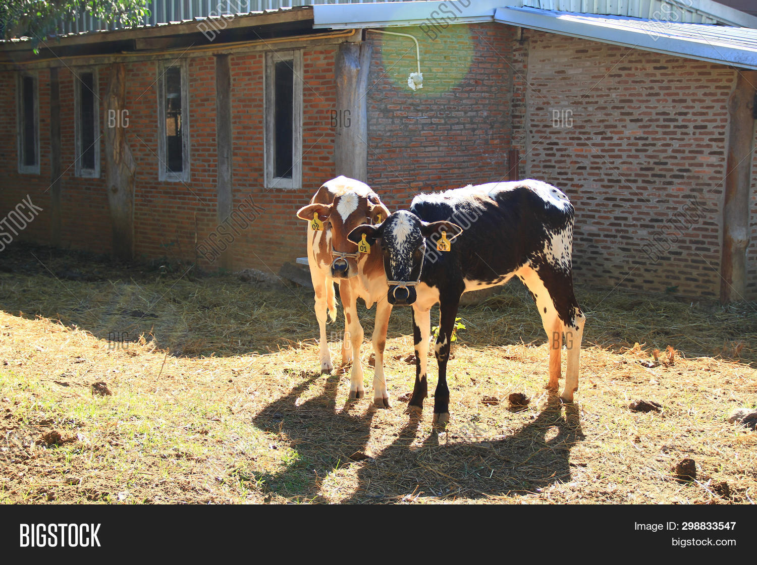 Cows Live Stall Farm. Image & Photo (Free Trial) | Bigstock