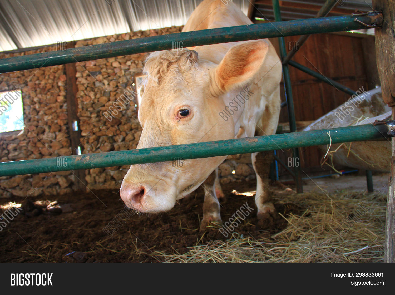 Cows Live Stall Farm. Image & Photo (Free Trial) | Bigstock