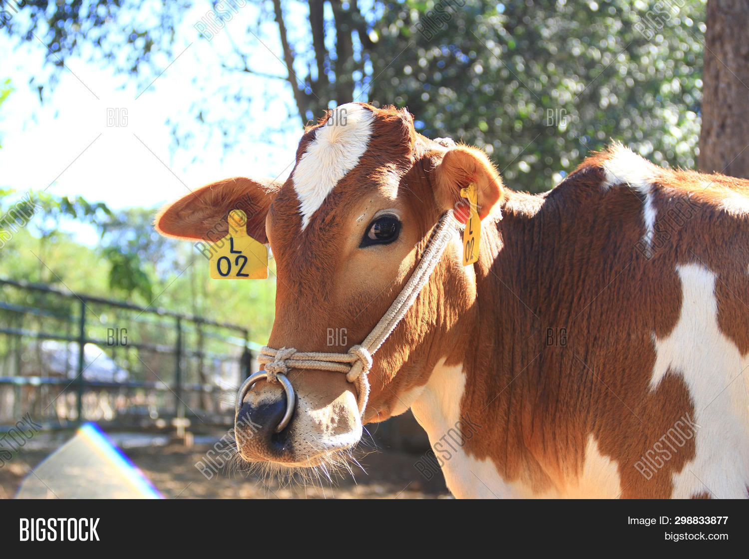Cows Live Stall Farm. Image & Photo (Free Trial) | Bigstock