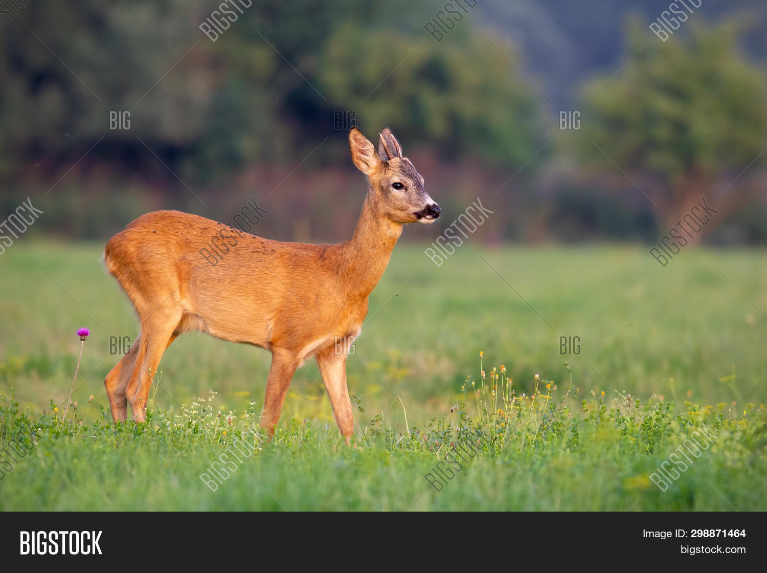 Young Roe Deer Buck Image & Photo (Free Trial) | Bigstock