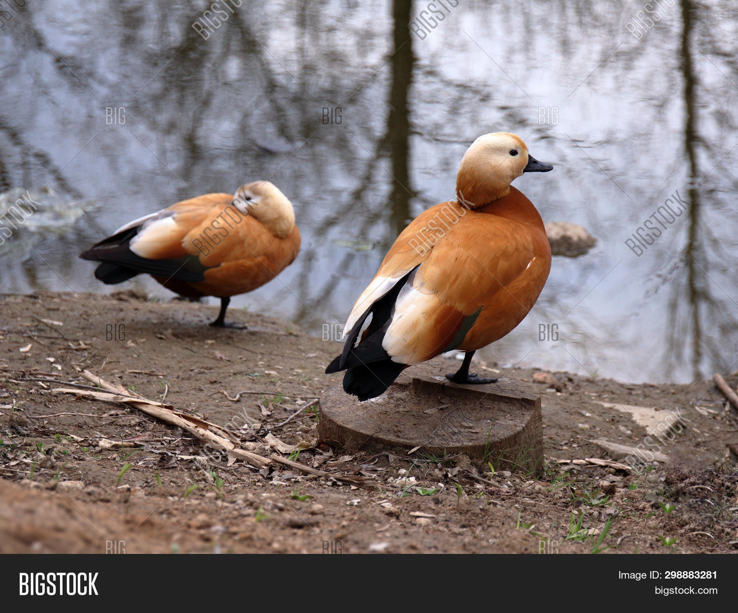Couple Red Ducks Park Image & Photo (Free Trial) | Bigstock