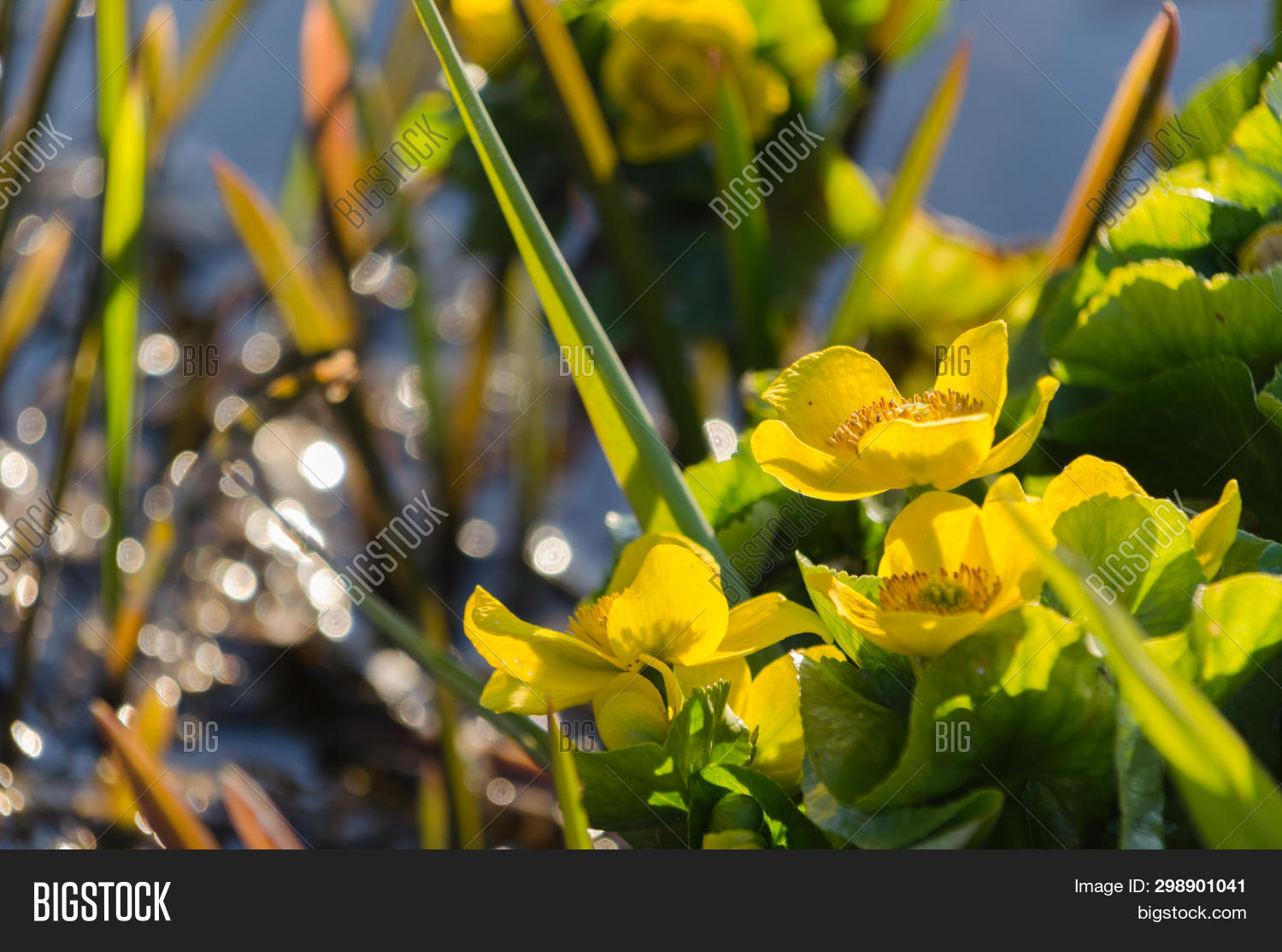 Bright Yellow Caltha Image & Photo (Free Trial) | Bigstock