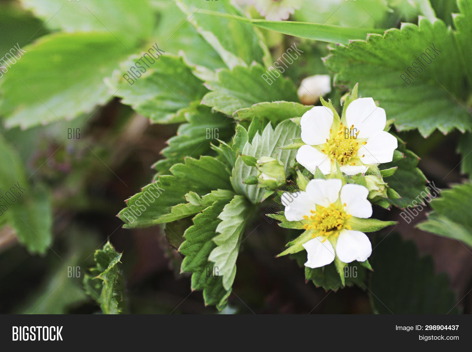 Strawberries Spring. Image & Photo (Free Trial) | Bigstock