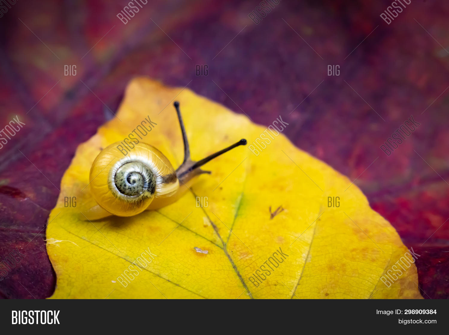 Small Yellow Snail On Image & Photo (Free Trial) | Bigstock