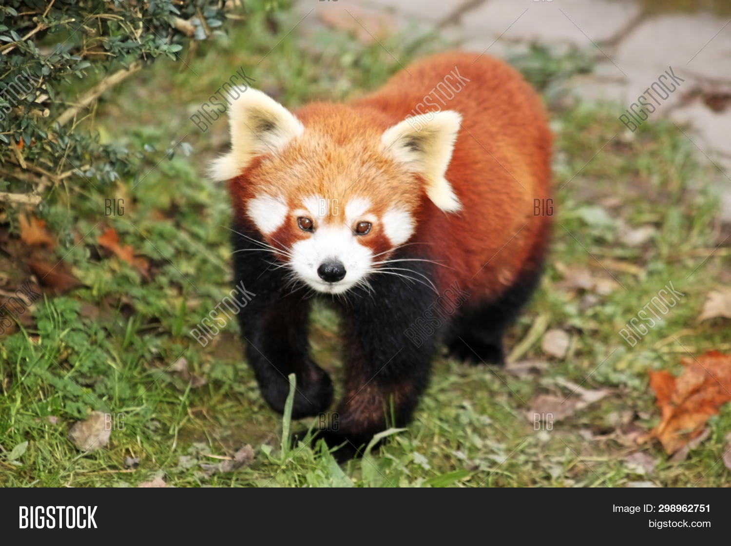 Rare Red Panda Motion Image & Photo (Free Trial) | Bigstock