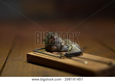 Dead Mouse Killed Image & Photo (Free Trial) | Bigstock
