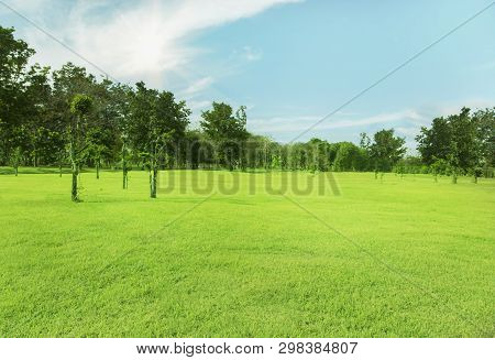 Green Tree View Wide Image & Photo (Free Trial) | Bigstock
