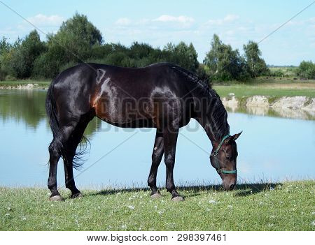 Dark-bay Stallion Image & Photo (Free Trial) | Bigstock