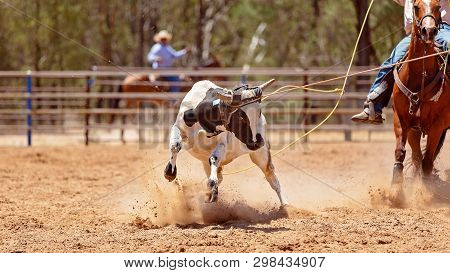 Animal Being Lassoed Image & Photo (Free Trial) | Bigstock