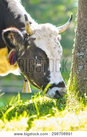 Beautiful Cow. Image & Photo (Free Trial) | Bigstock