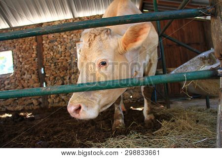 Cows Live Stall Farm. Image & Photo (Free Trial) | Bigstock