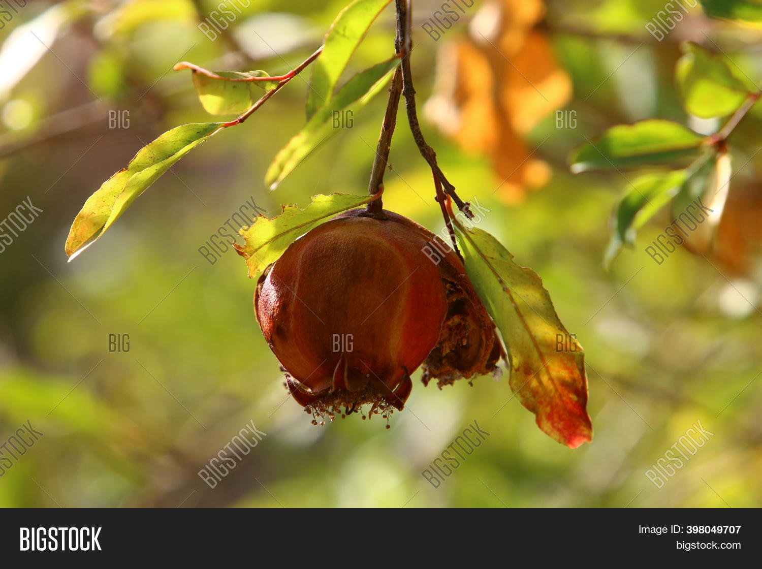 Overripe Pomegranates Image & Photo (Free Trial) | Bigstock