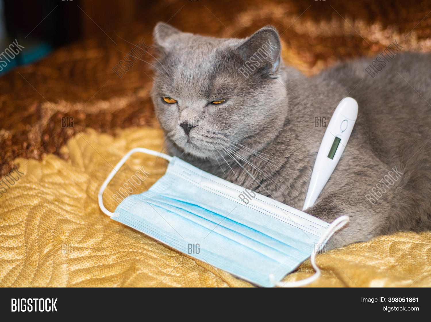 Cat Sick, He Measures Image & Photo (Free Trial) | Bigstock