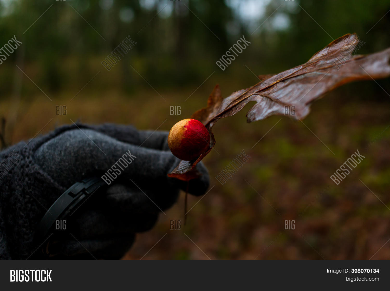 Oak Tree Autumn Color Image & Photo (Free Trial) | Bigstock