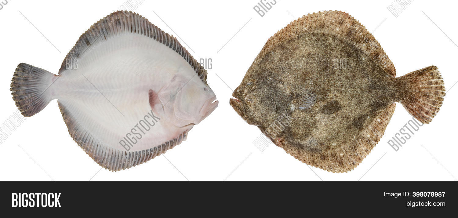 Turbot Fish Isolated Image & Photo (Free Trial) | Bigstock
