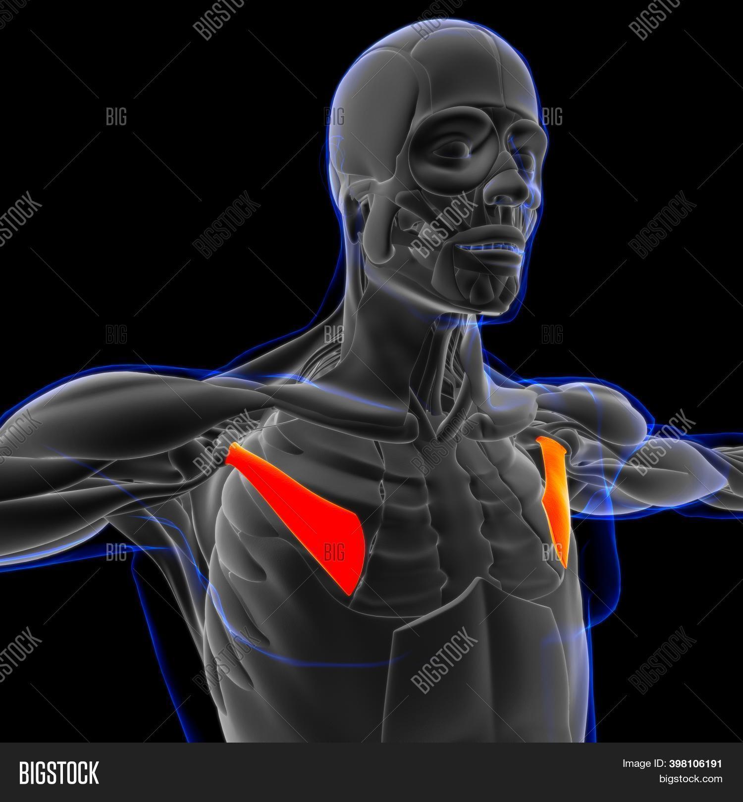 Pectoralis Minor Image & Photo (Free Trial) | Bigstock