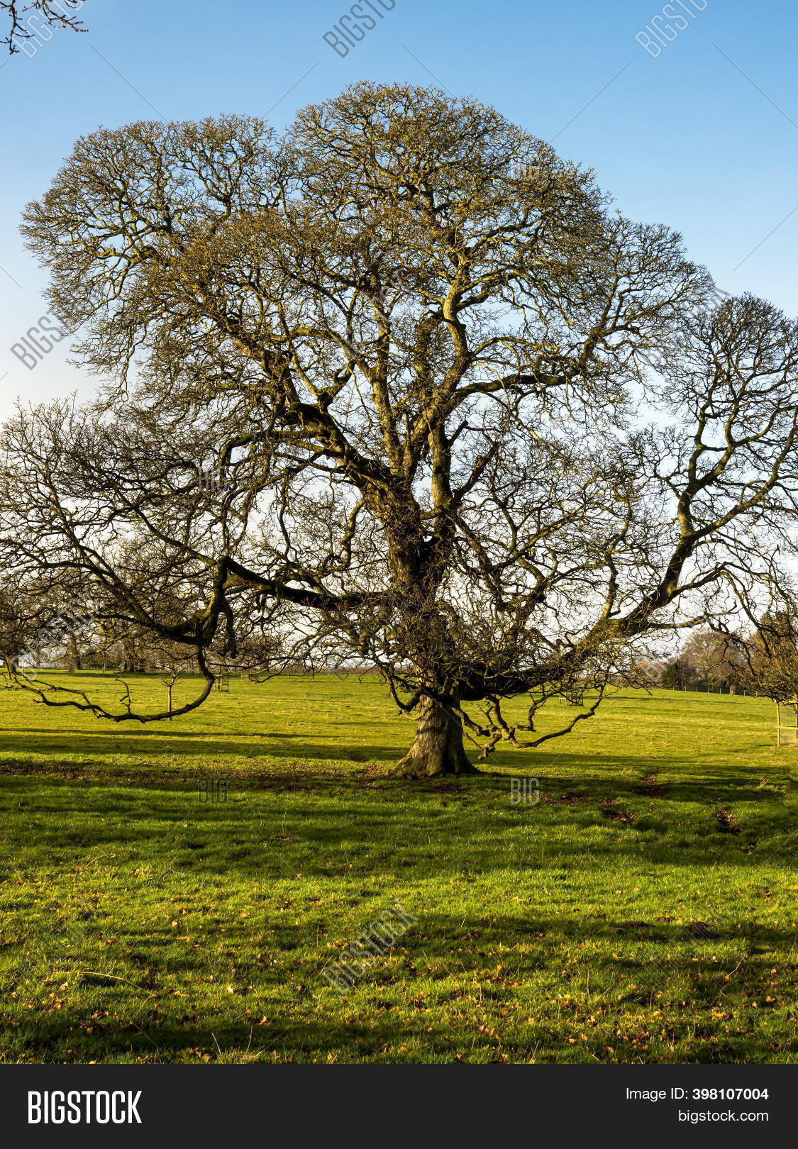 Beautiful English Oak Image & Photo (Free Trial) | Bigstock
