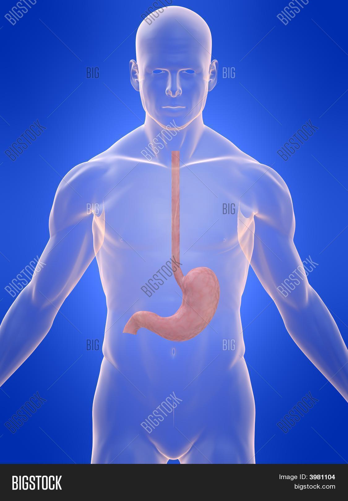 Human Stomach Image & Photo (Free Trial) | Bigstock