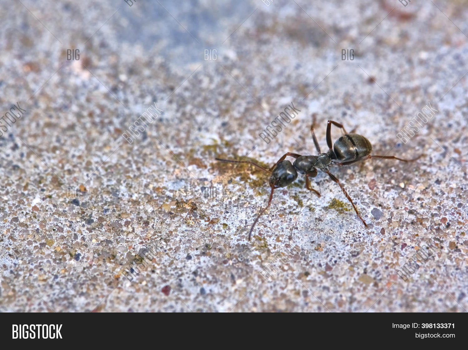 Black Ant Moving On Image & Photo (Free Trial) | Bigstock