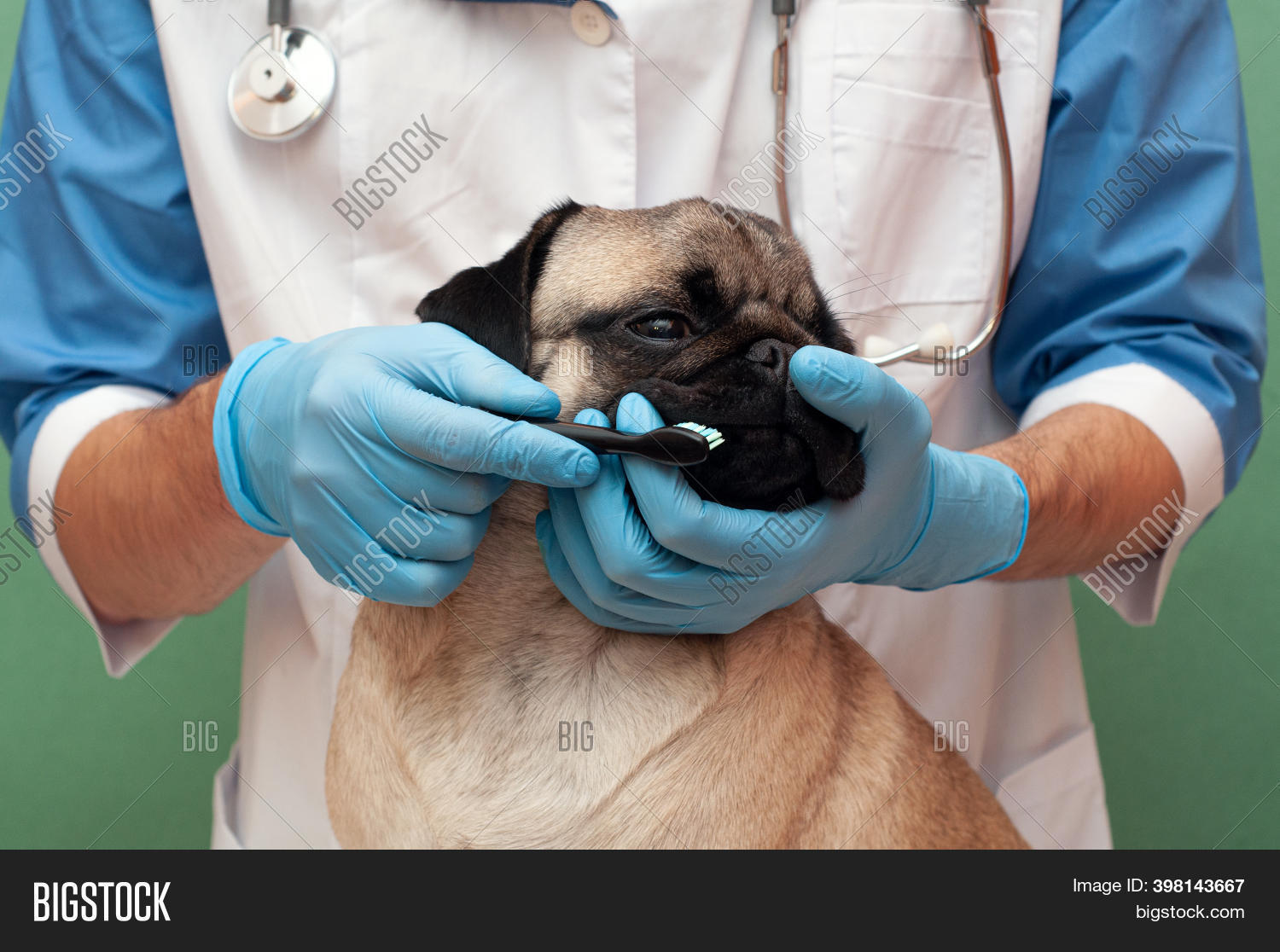 Vet Brush Pet Pug Dog Image & Photo (Free Trial) | Bigstock