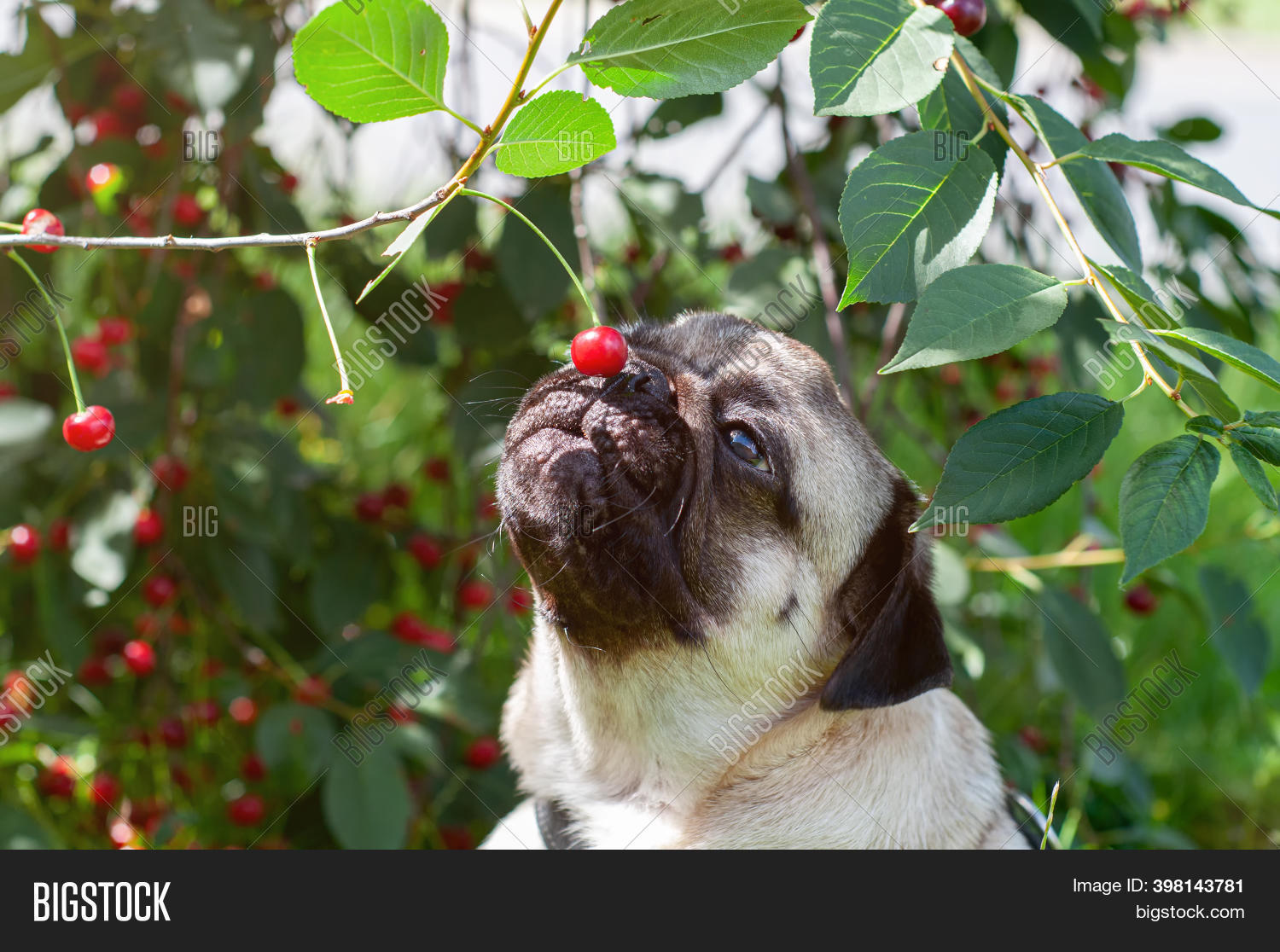 Cute Beautiful Little Image & Photo (Free Trial) | Bigstock
