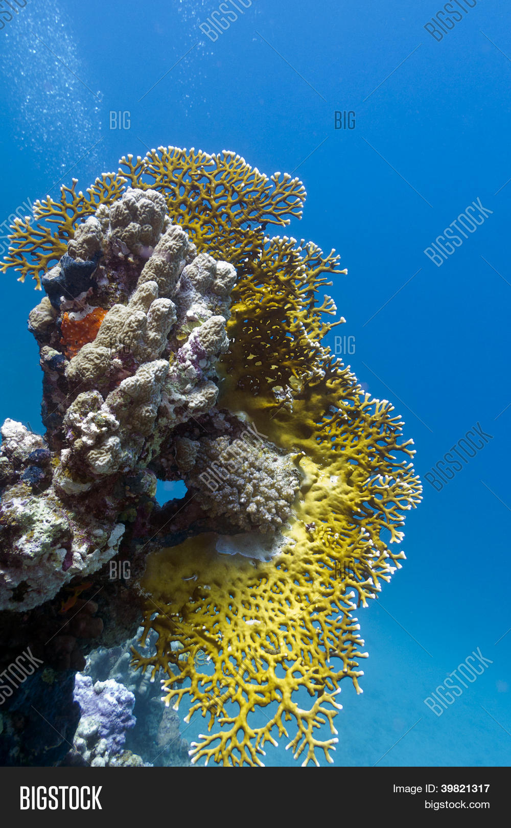 Coral Reef Great Fire Image & Photo (Free Trial) | Bigstock