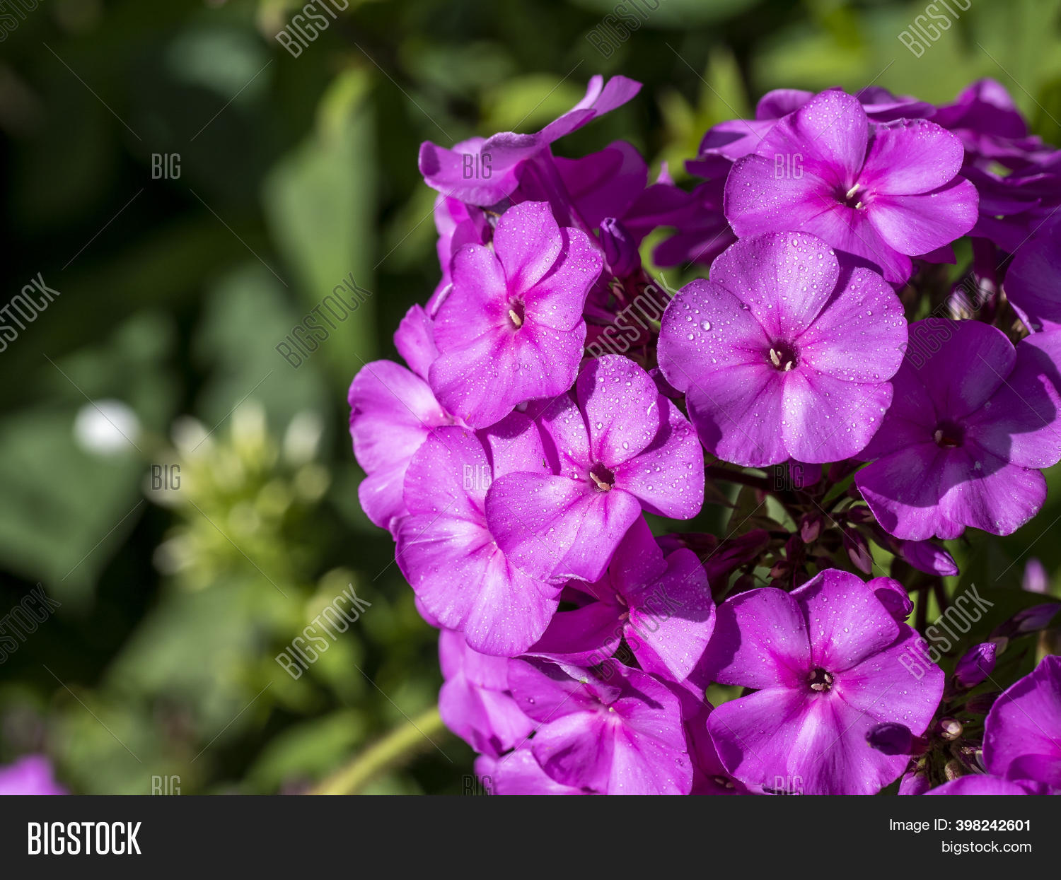 Purple Flame Flowers Image & Photo (Free Trial) | Bigstock