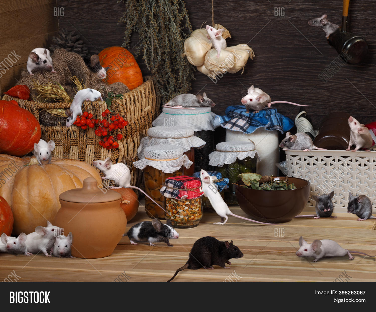 Lots Mice Pantry Among Image & Photo (Free Trial) | Bigstock